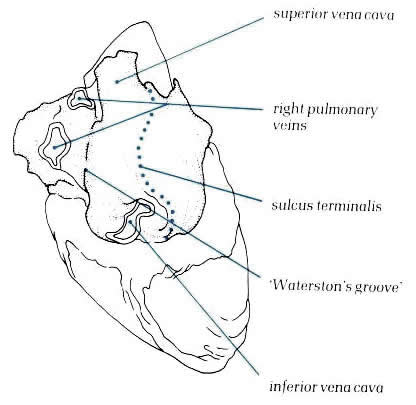 Anatomy of the Heart